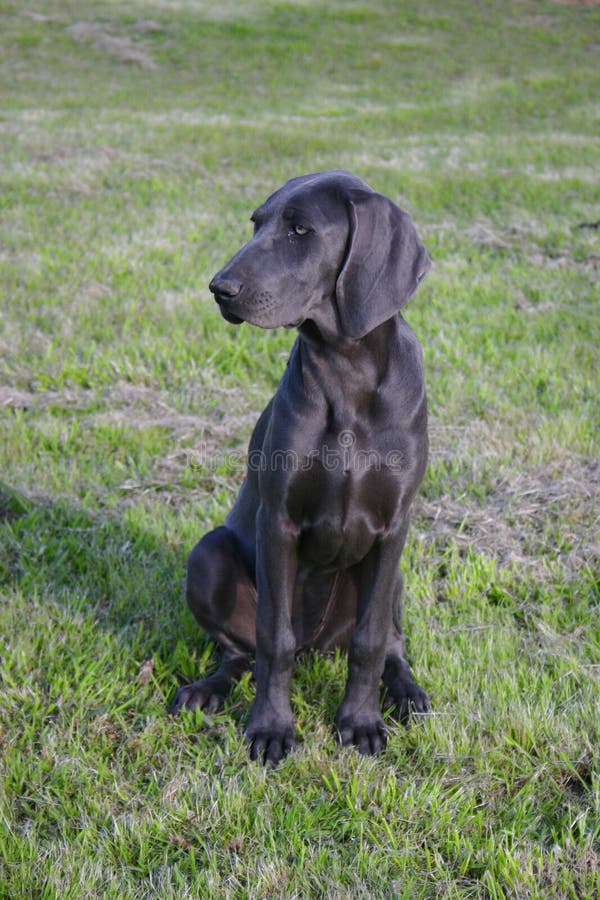 Cane Weimaraner blu fotografia stock. Immagine di pazientemente - 4986972