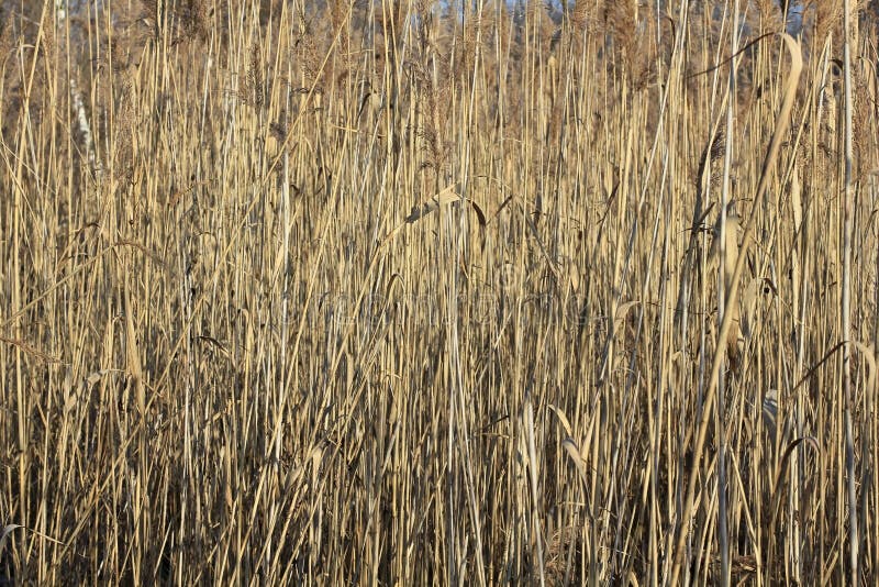 Cane Brake on a Pond in Winter Stock Photo - Image of landscape ...