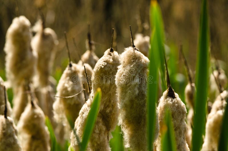 Cane Brake, Reed Mace, Bulrush in Front of a Lake Stock Image - Image ...