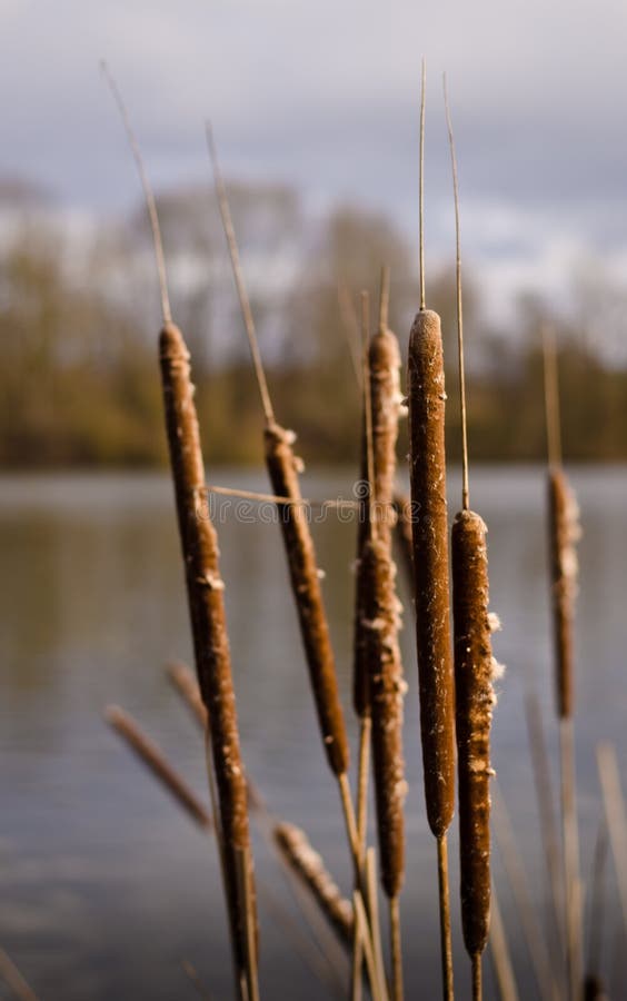 Cane Brake on a Pond in Winter Stock Photo - Image of landscape ...