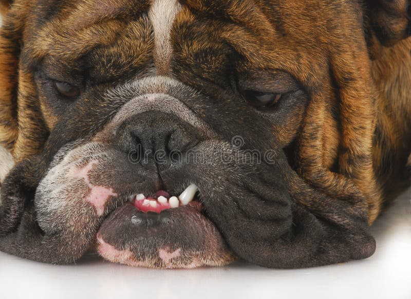 Cane brutto fotografia stock. Immagine di sbavatrice - 15904176