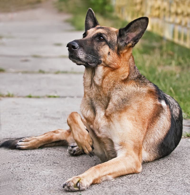Il Cane Da Pastore Si Trova Sui Precedenti Del Gregge Delle Pecore ...