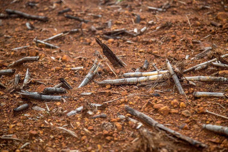 Cane burned stock image. Image of brazil, farmland, farming - 95755453