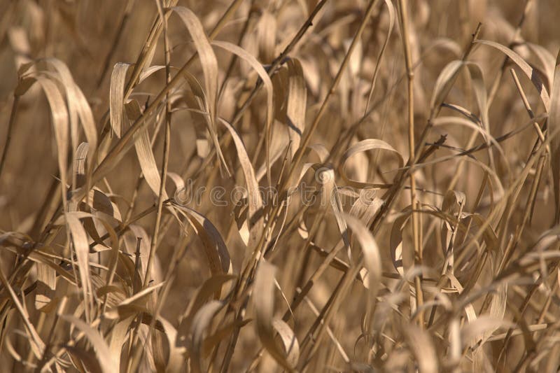 Cane bush in sunny day stock photo. Image of field, cane - 208418128