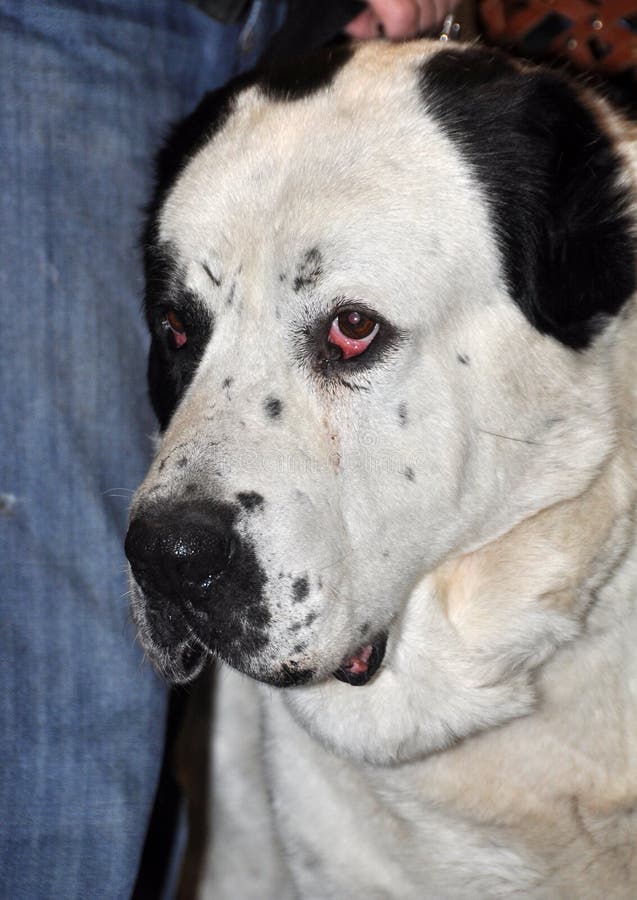 Grande cane di Alabai immagine stock. Immagine di pedigree - 39513251