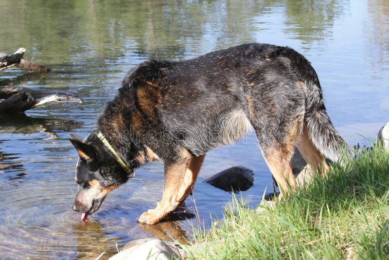 Cane che beve da un lago fotografia stock. Immagine di australiano ... Cane che beve da un lago fotografia stock. Immagine di australiano ...