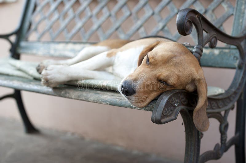 Cane che dorme sul banco immagine stock. Immagine di giardino - 19327013