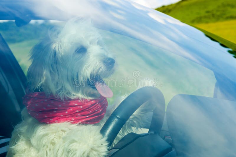 Il Cane Che Determina Volante Dentro Un'automobile Immagine Stock ...