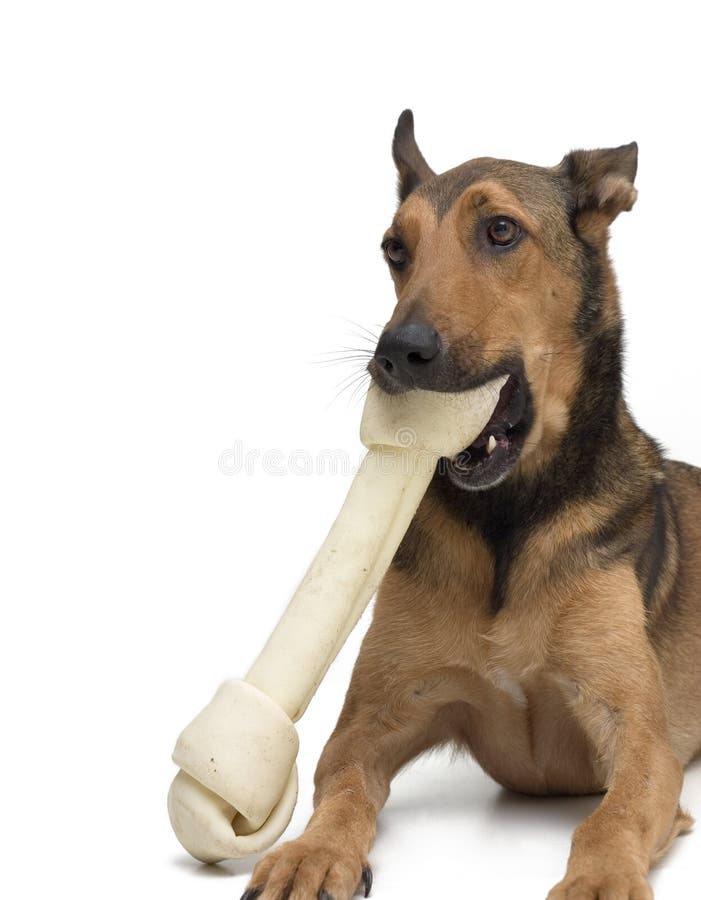 Cane Che Mangia Un Grande Osso Immagine Stock - Immagine di migliore ...
