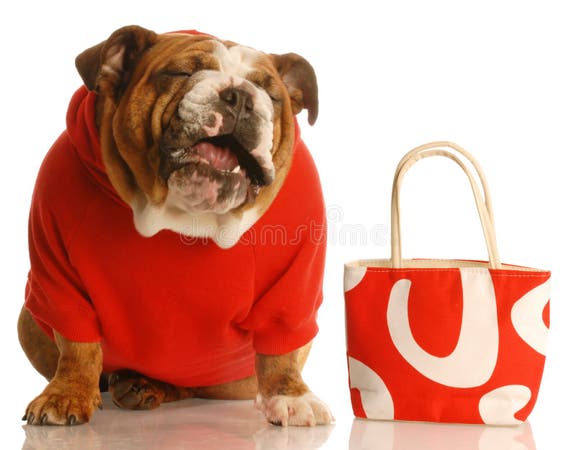 Cane che ride con la borsa immagine stock. Immagine di bellezza - 8754701
