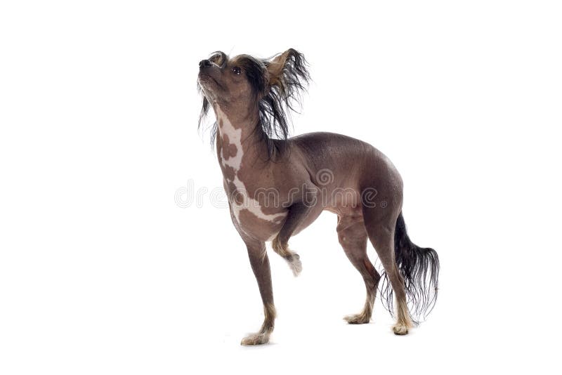 Cane cinese del tempiale immagine stock. Immagine di sguardi - 6880831