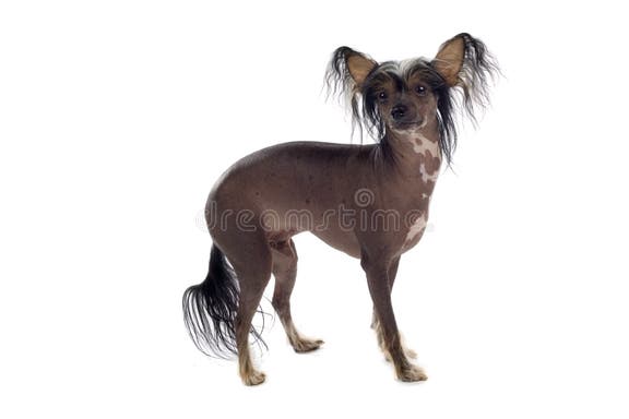 Cane cinese del tempiale immagine stock. Immagine di fissare - 6880879