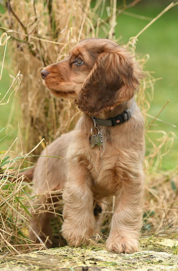 Cane, cocker spaniel immagine stock. Immagine di funzionamento - 110554539