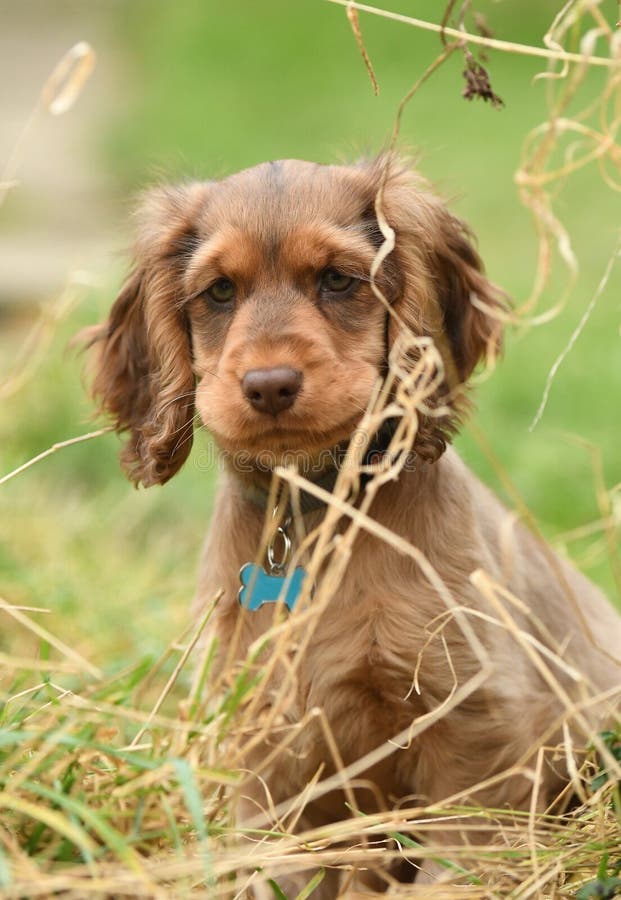 Cane, cocker spaniel immagine stock. Immagine di funzionamento - 110554539