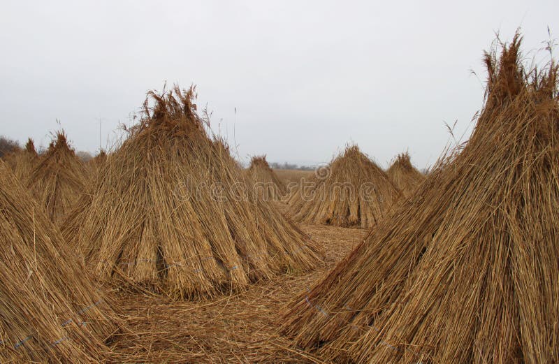 Cane-cones on a field stock image. Image of canes, cane - 138479777