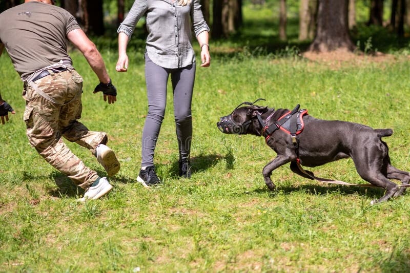 Cane Corso Attacking Dog Handler during Aggression Training. Stock ...