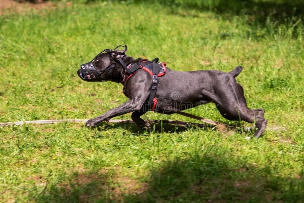 Cane Corso Attacking Dog Handler during Aggression Training. Stock ...