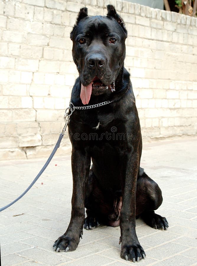 Cane Corso(black dog) stock image. Image of cane, sitting - 230825