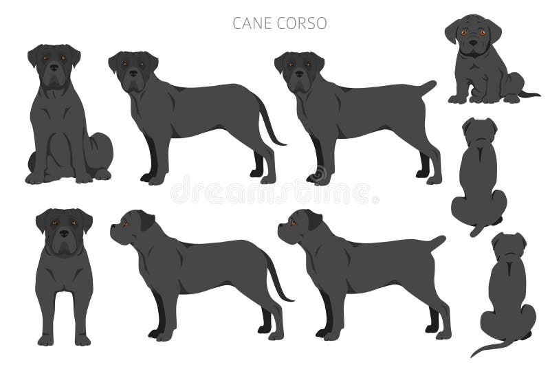 Cane Corso Seamless Pattern. Different Poses, Coat Colors Set Stock ...