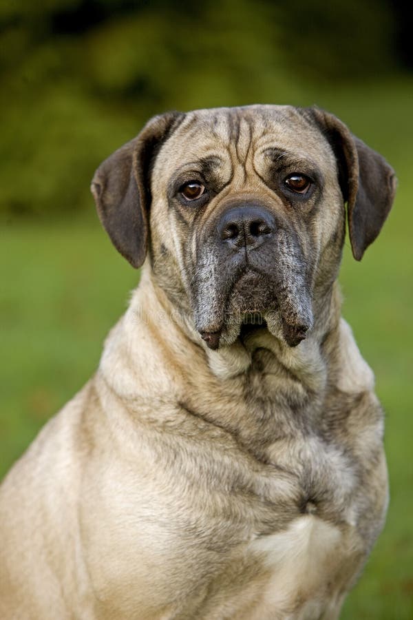 CANE CORSO stock photo. Image of head, dogs, domestic - 170112046