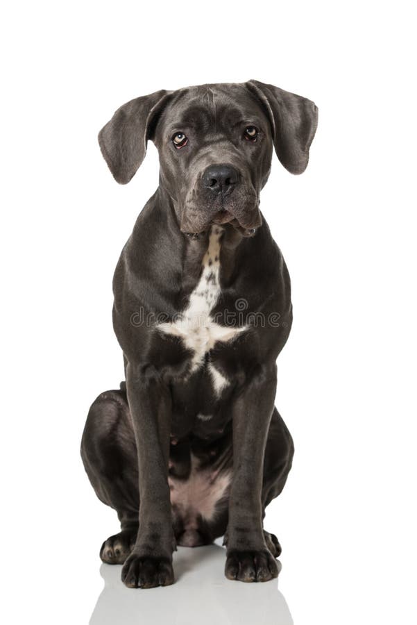 Cane corso dog stock photo. Image of corso, head, camera - 54089384