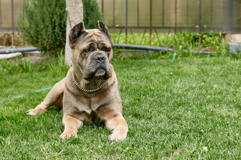 Cane Corso Dog Lying on Green Grass in the Yard Stock Photo - Image of ...