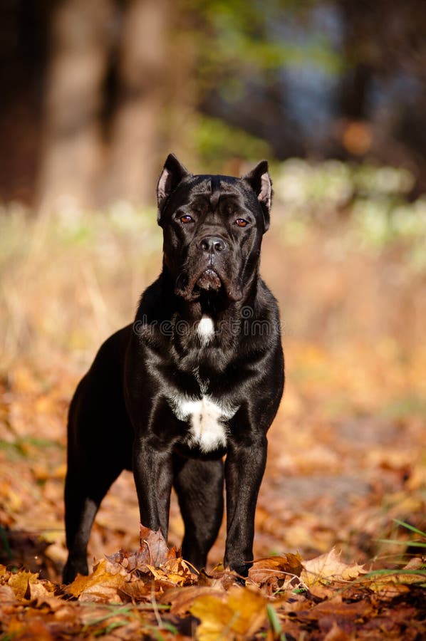Cane Corso Dog Portrait in Fallen Leaves Stock Photo - Image of ...