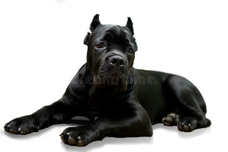Cane Corso dog stock photo. Image of friend, toys, play - 68973916