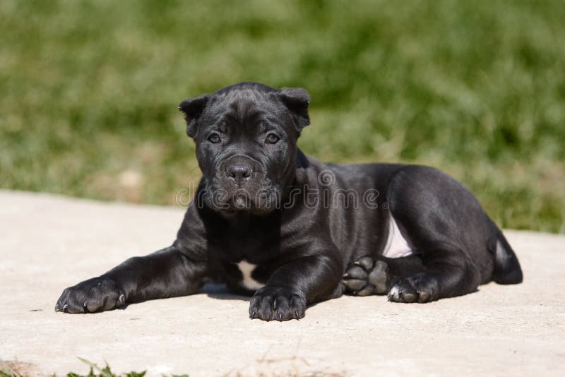 Cane Corso Italiano stock image. Image of black, cane - 6335943
