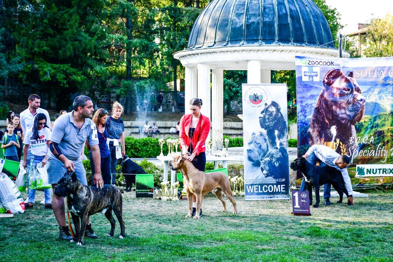 Cane Corso Italiano Dog Exhibition Sofia, Cane Corso Sofia Cup ...