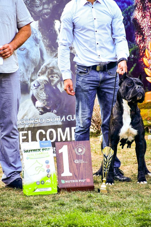 Cane Corso Italiano Dog Exhibition Sofia, Cane Corso Sofia Cup ...