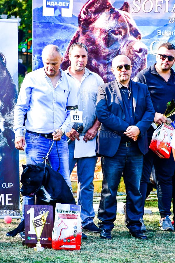 Cane Corso Italiano Dog Exhibition Sofia, Cane Corso Sofia Cup ...
