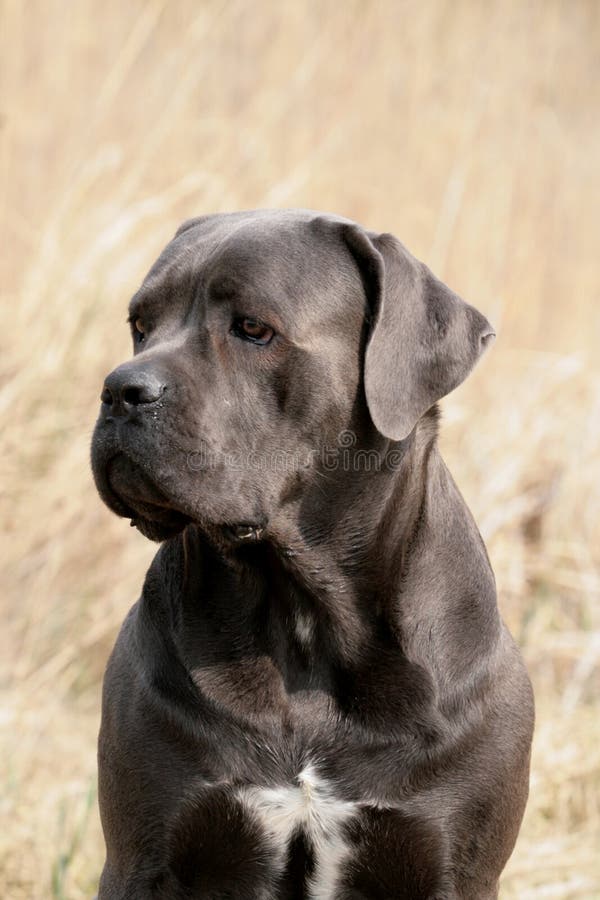 Cane Corso Italiano Portrait Stock Image - Image of funny, corso: 11530903