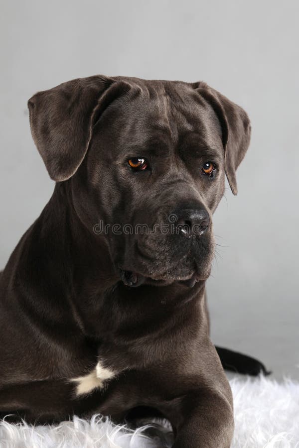 Cane Corso Italiano Portrait Stock Photo - Image of carnivore, cute ...