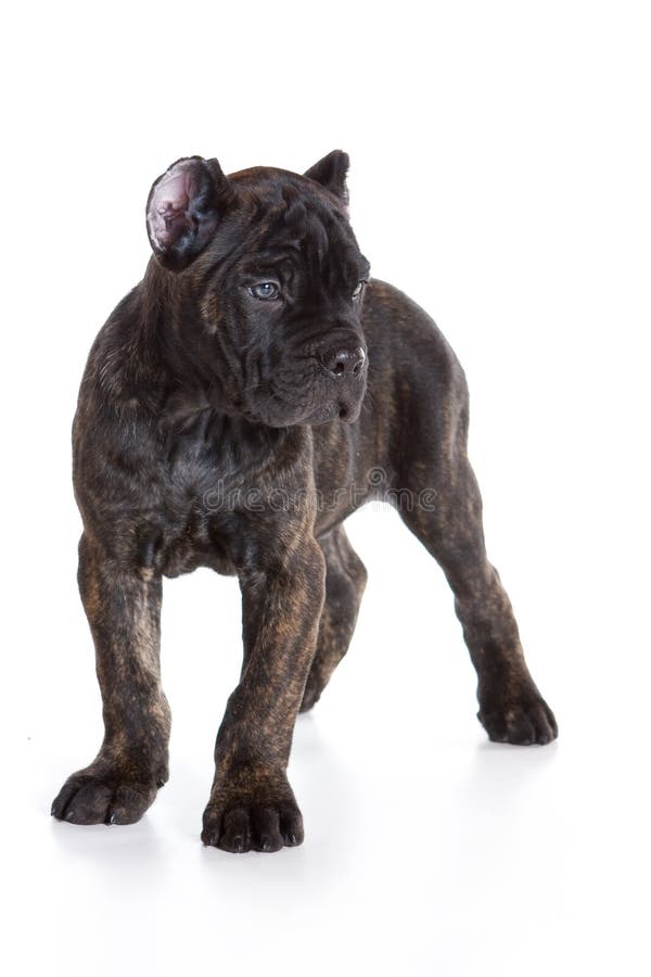 Cane Corso Italiano puppy stock photo. Image of adorable - 4876238