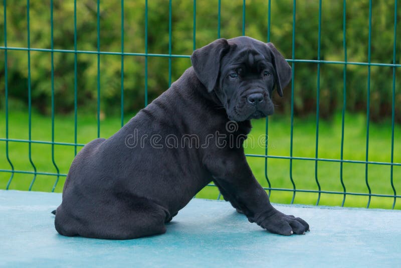 Cane corso italiano puppy stock image. Image of purebred - 273207799