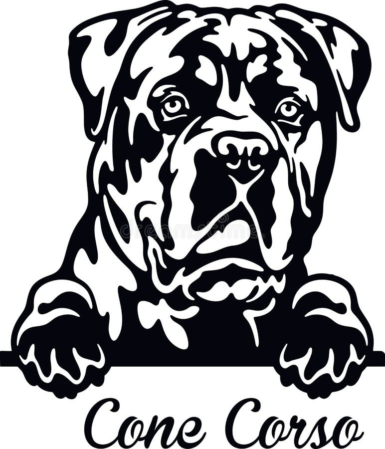 Cane Corso Peeking Stock Illustrations – 15 Cane Corso Peeking Stock ...