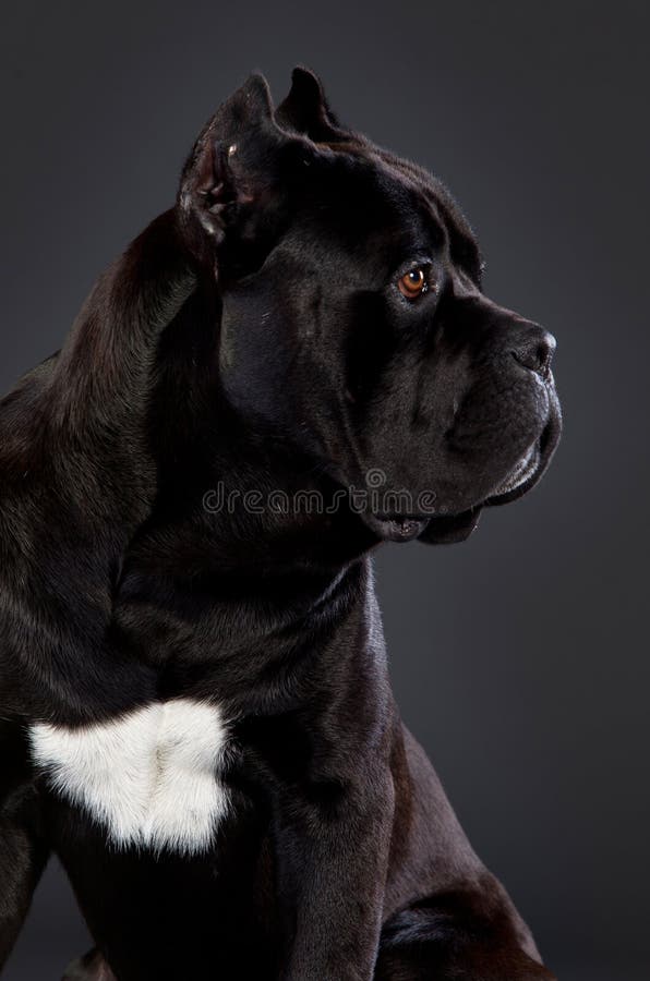 Cane Corso portrait stock photo. Image of breed, cute - 84253888