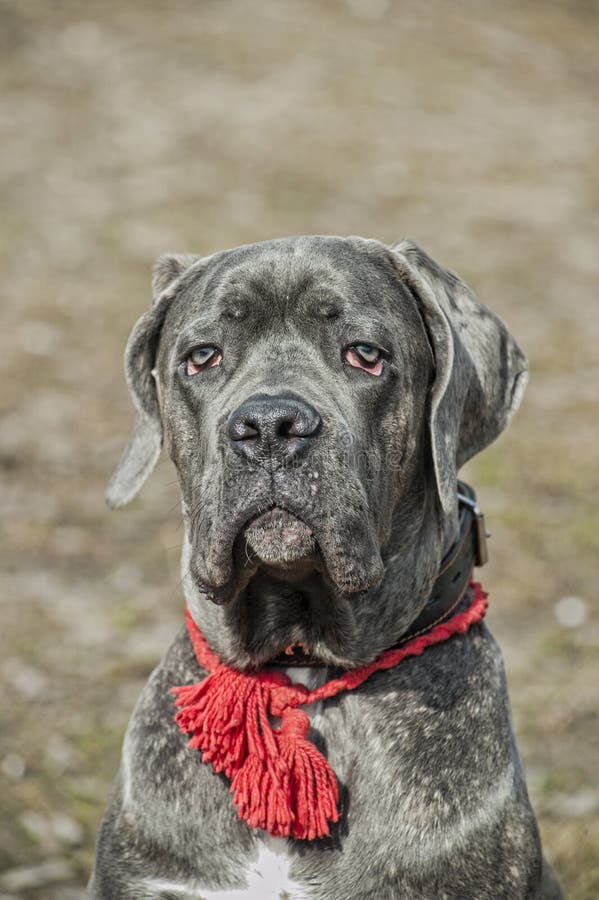 Are Cane Corso Droolers