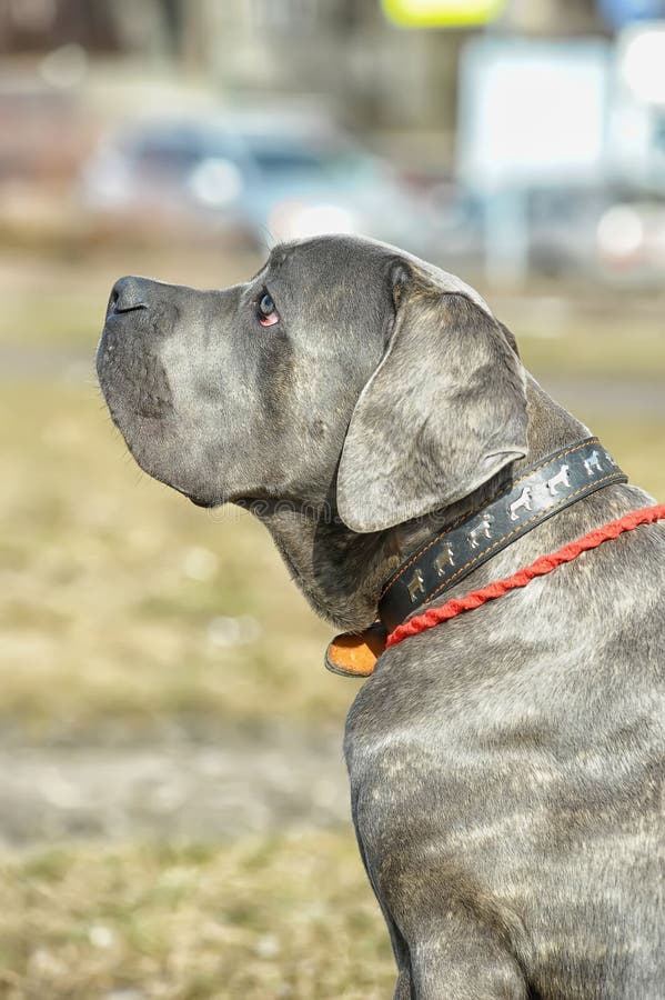 118 Cane Corso Mastiff Puppy Smiling Stock Photos - Free & Royalty-Free ...