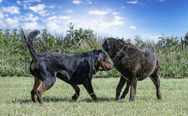Cane corso and rottweiler stock photo. Image of italian - 249176452