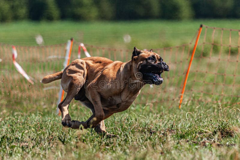 Cane Corso Running and Chasing Coursing Lure on Green Field Stock Photo ...