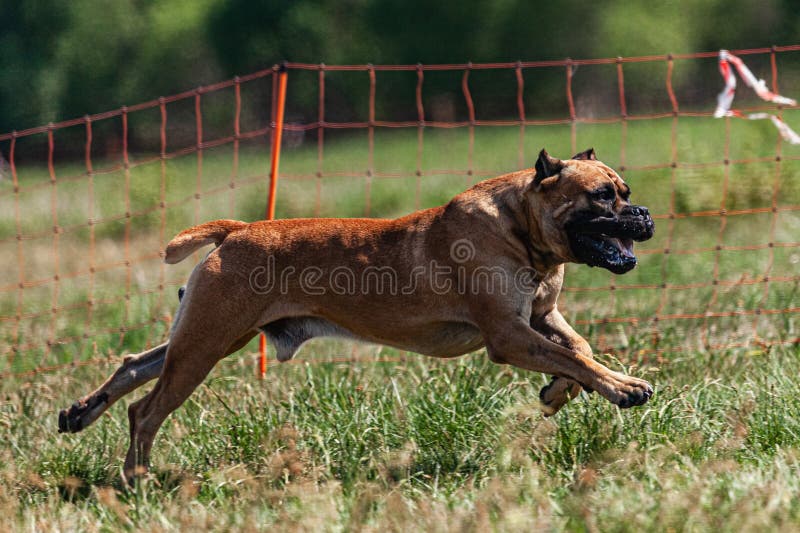 Cane Corso Running and Chasing Coursing Lure on Green Field Stock Image ...