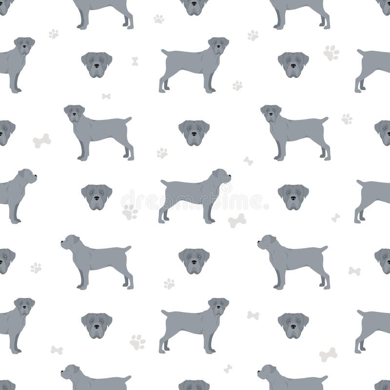 Cane Corso Seamless Pattern. Different Poses, Coat Colors Set Stock ...