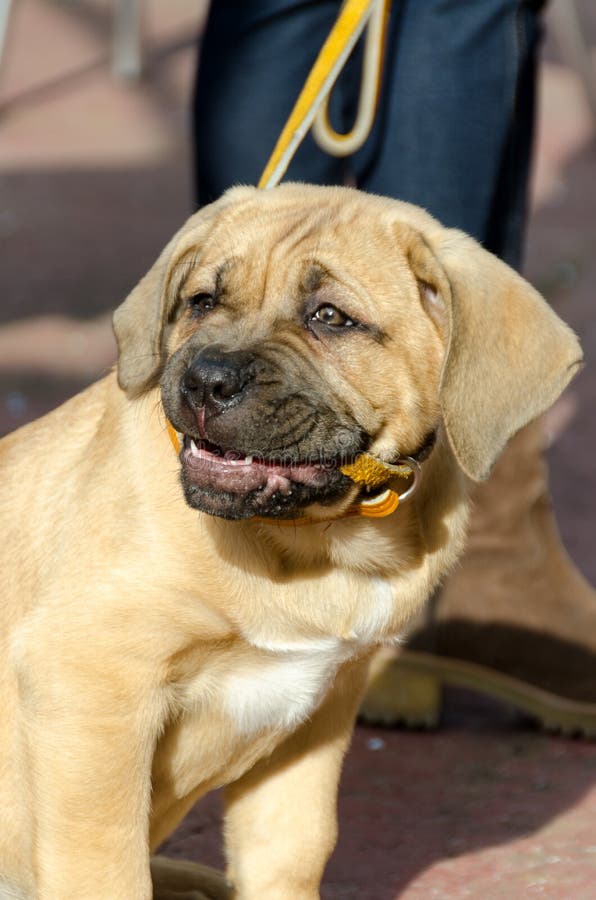 Cane Corso with a smile stock image. Image of ears, teeth - 29065395