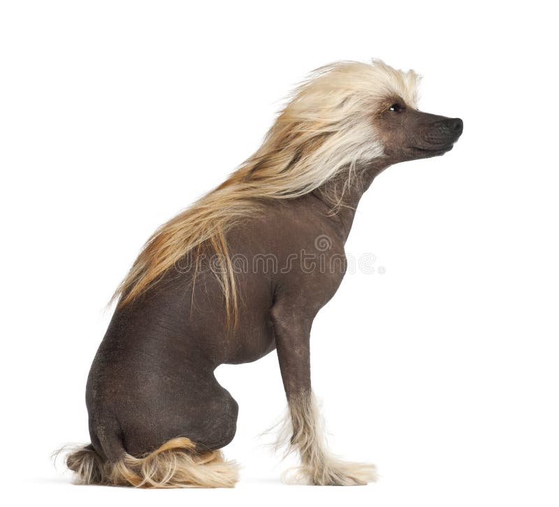 Cane Crestato Cinese, 9 Mesi, Sedentesi Fotografia Stock - Immagine di ...