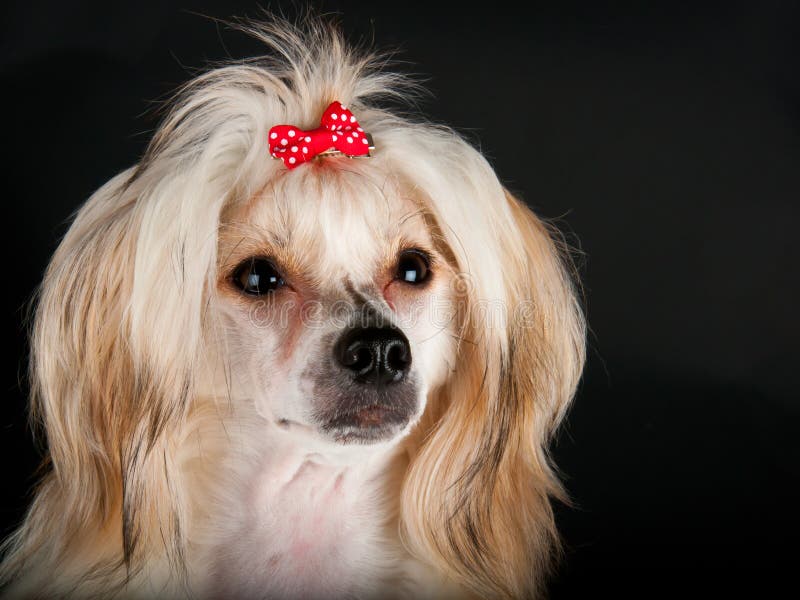 Cane Crestato Cinese Governato Fotografia Stock - Immagine di sfondo ...