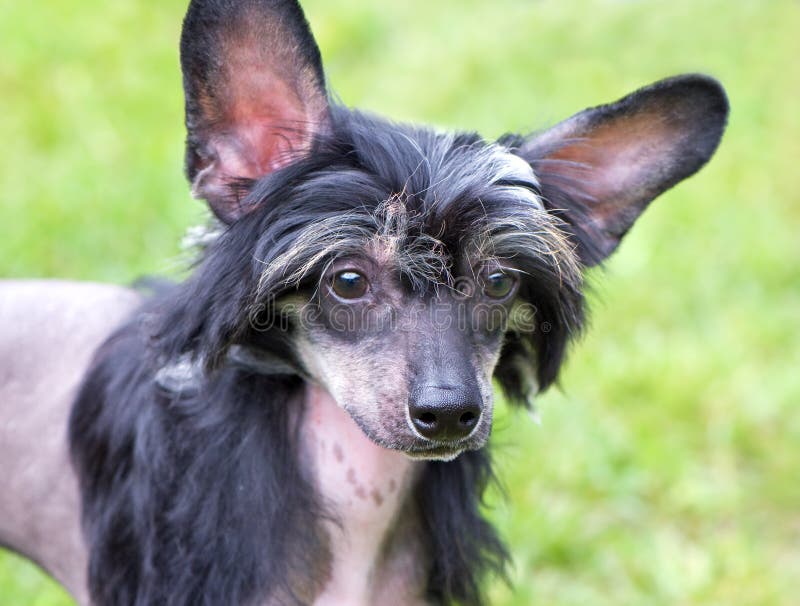 Cane Crestato Cinese Hairless Con Capelli Neri Immagine Stock ...