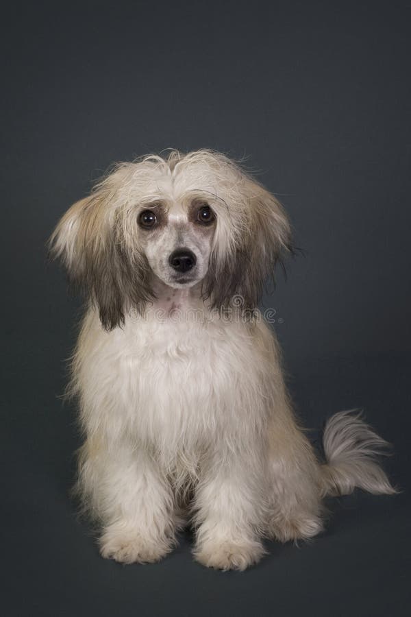 Cane Crestato Cinese - Powderpuff Fotografia Stock - Immagine di ...