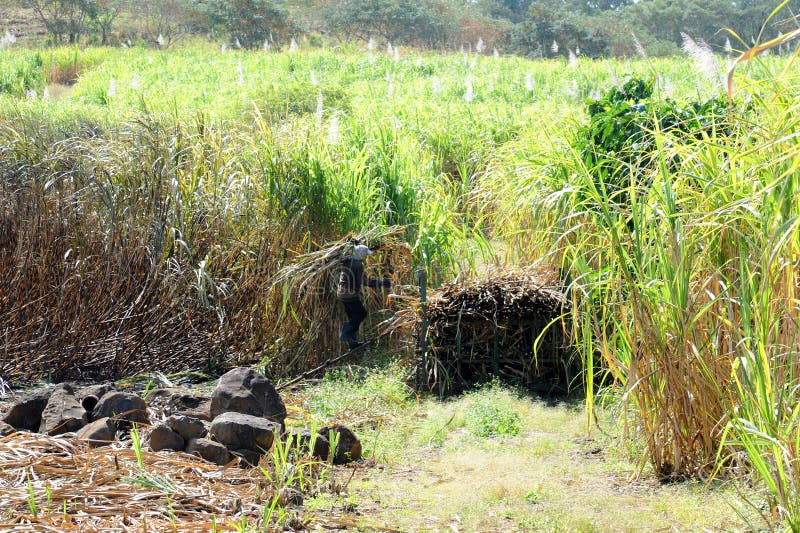 `Cane Cutter` by Edmond Amateis, Robert N.C. Nix, Sr. Federal Building ...